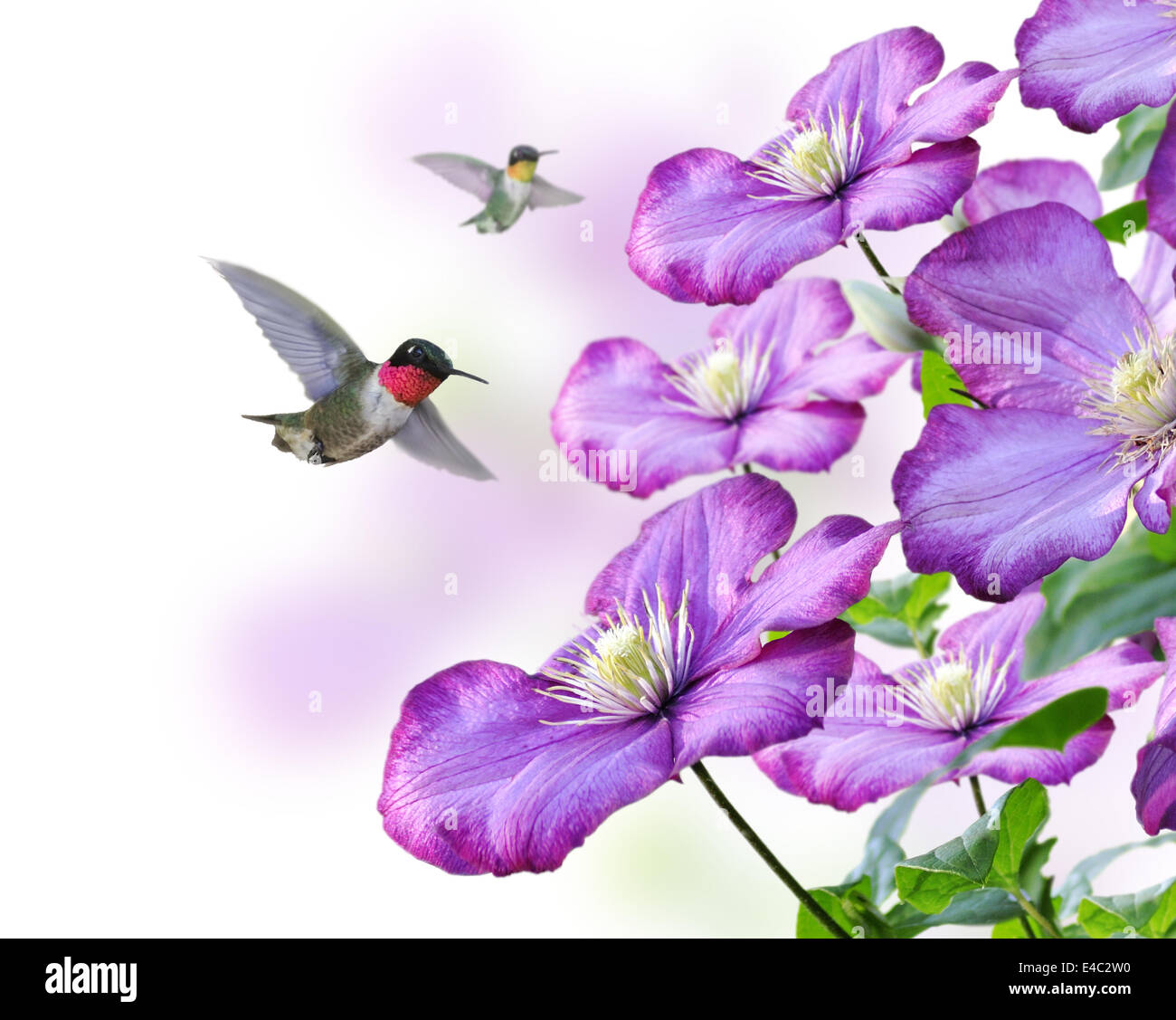 Flowers And Hummingbirds Stock Photo - Alamy