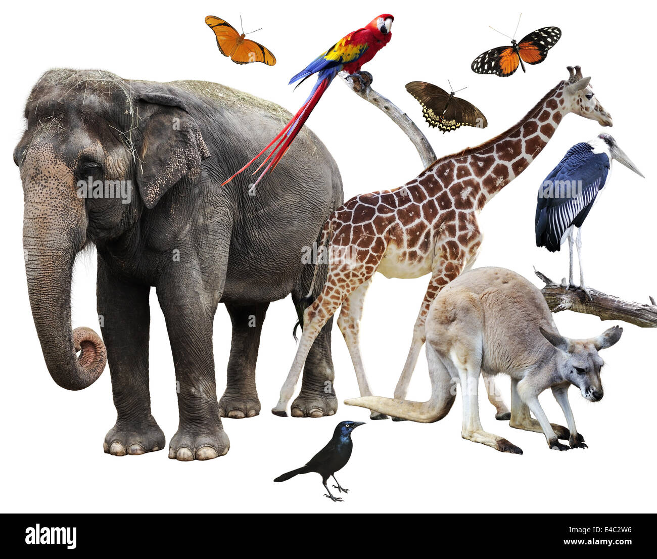 Animals collage hi-res stock photography and images - Alamy