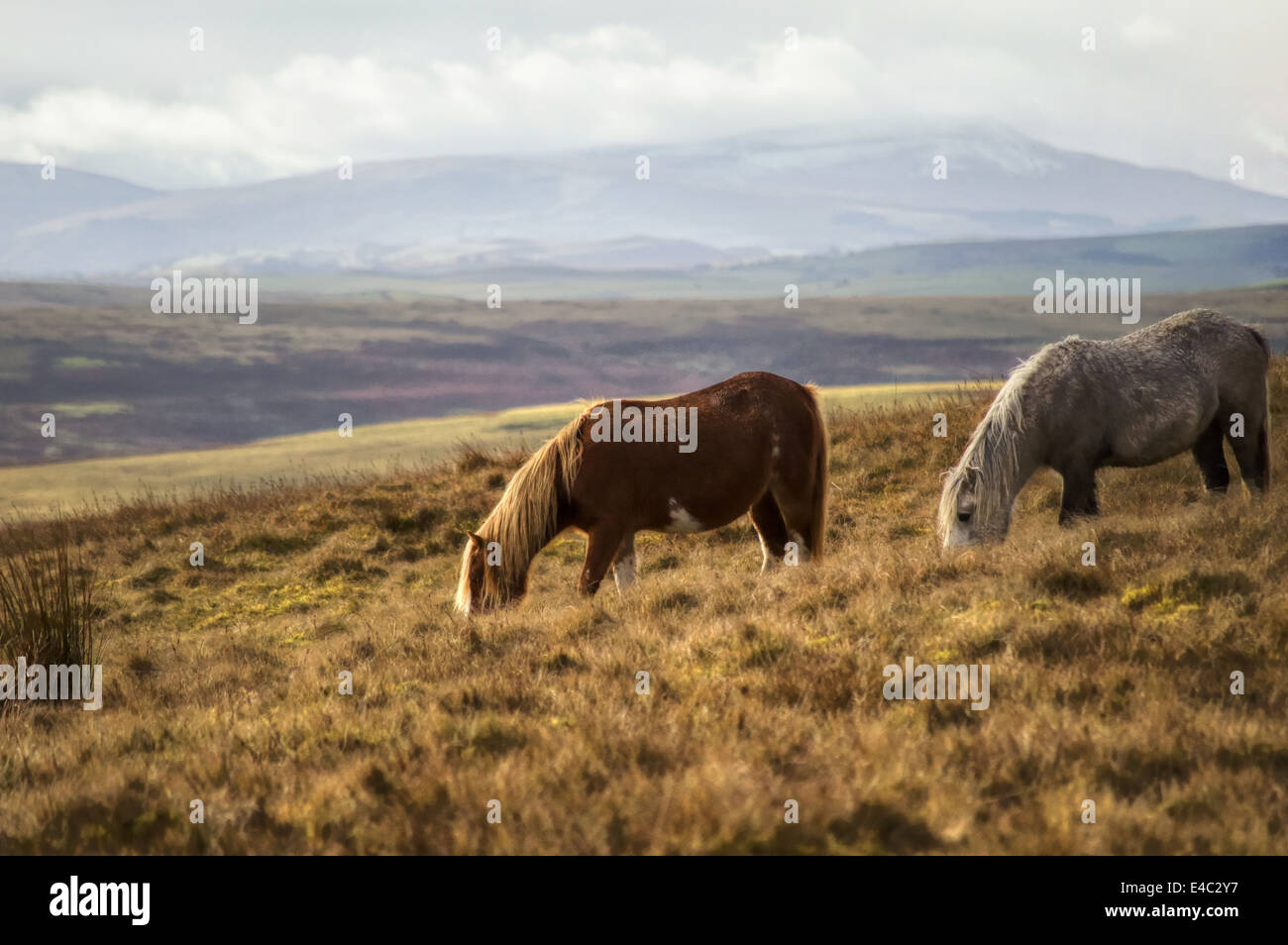 Wild horses on the Moorland Stock Photo - Alamy