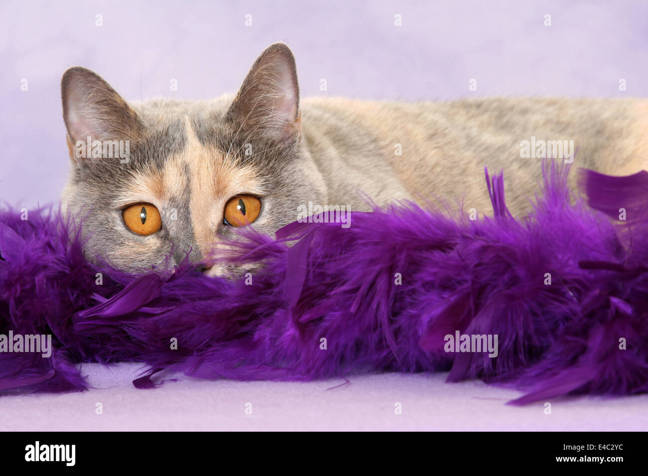 British Shorthair she-cat Stock Photo - Alamy