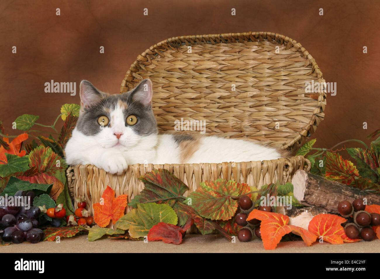 British Shorthair she-cat Stock Photo - Alamy