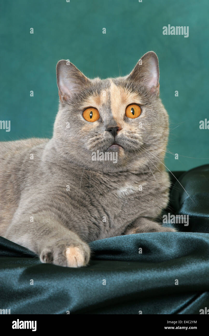 British Shorthair she-cat Stock Photo - Alamy