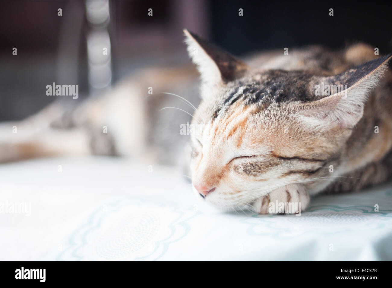 Adult female cat sleeping in the house, stock photo Stock Photo - Alamy