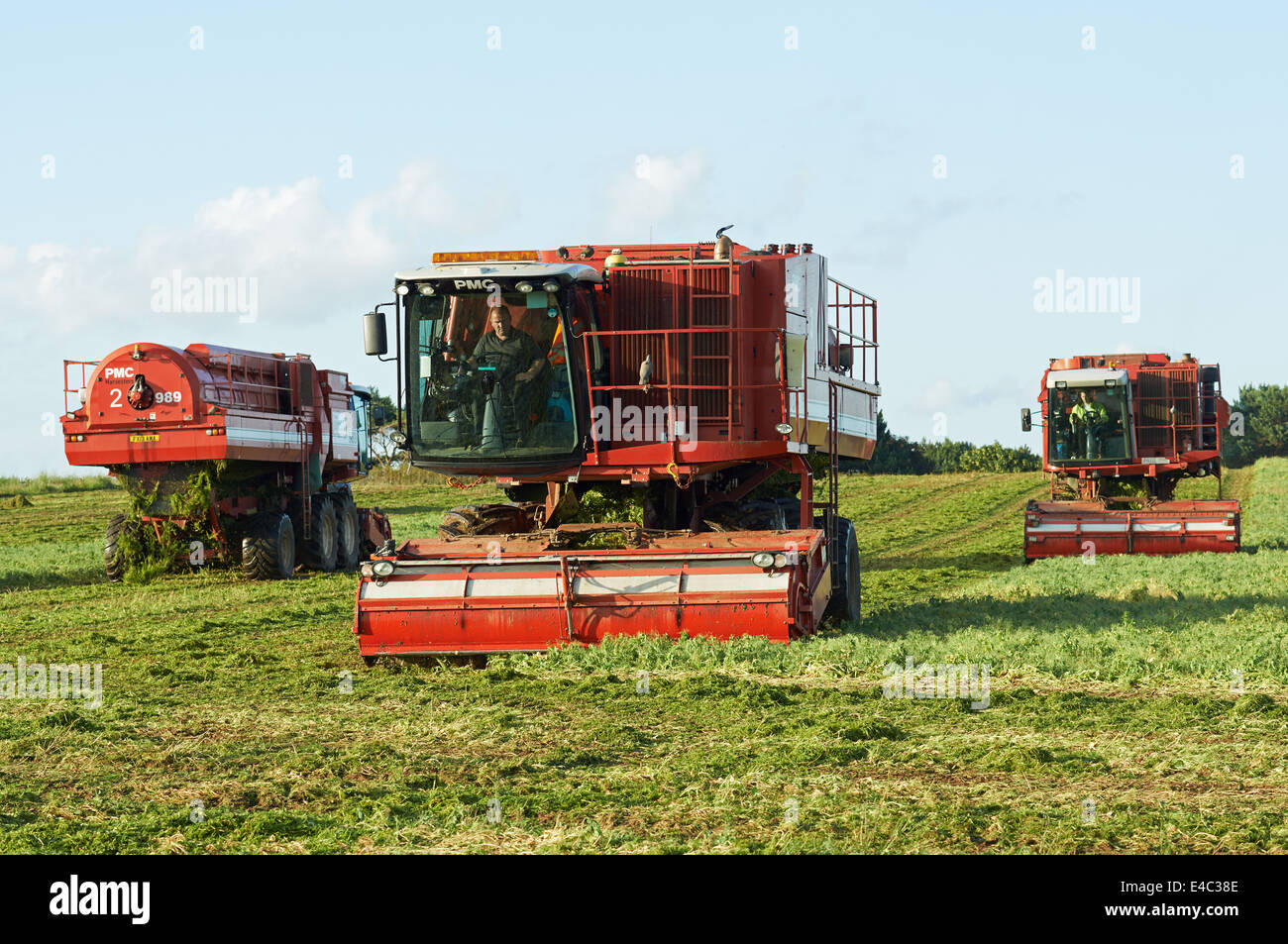 Pea viner hi-res stock photography and images - Alamy