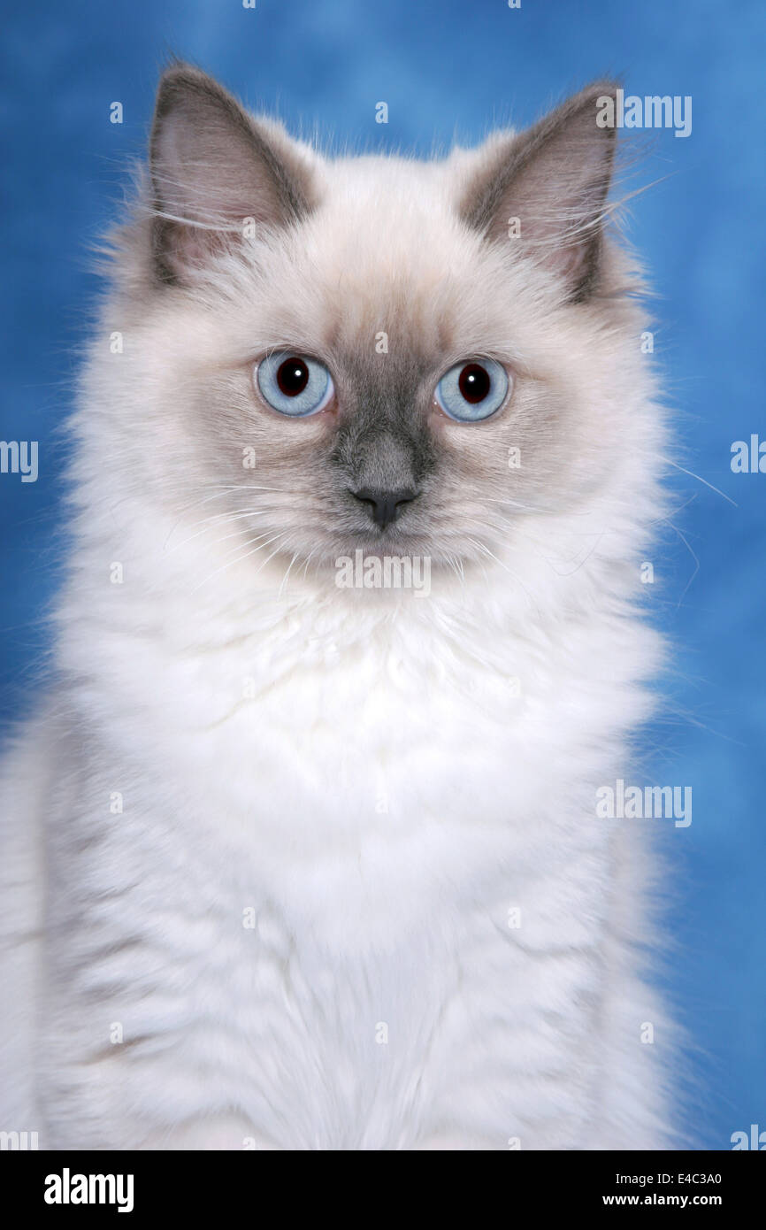 Ragdoll blue colorpoint hi-res stock photography and images - Alamy