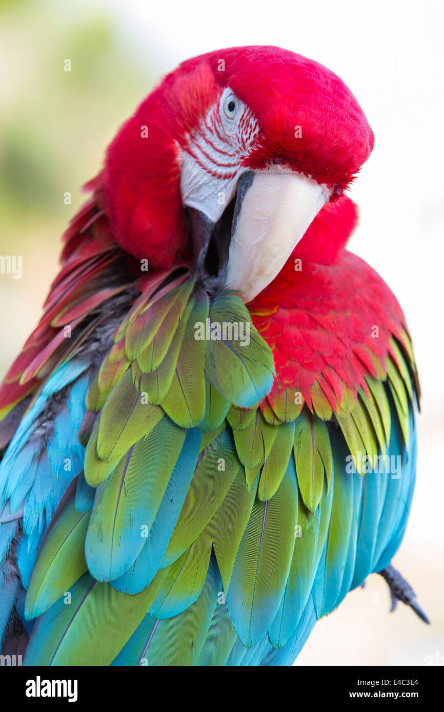 A Greenwing Macaw, Ara chloroptera Stock Photo - Alamy