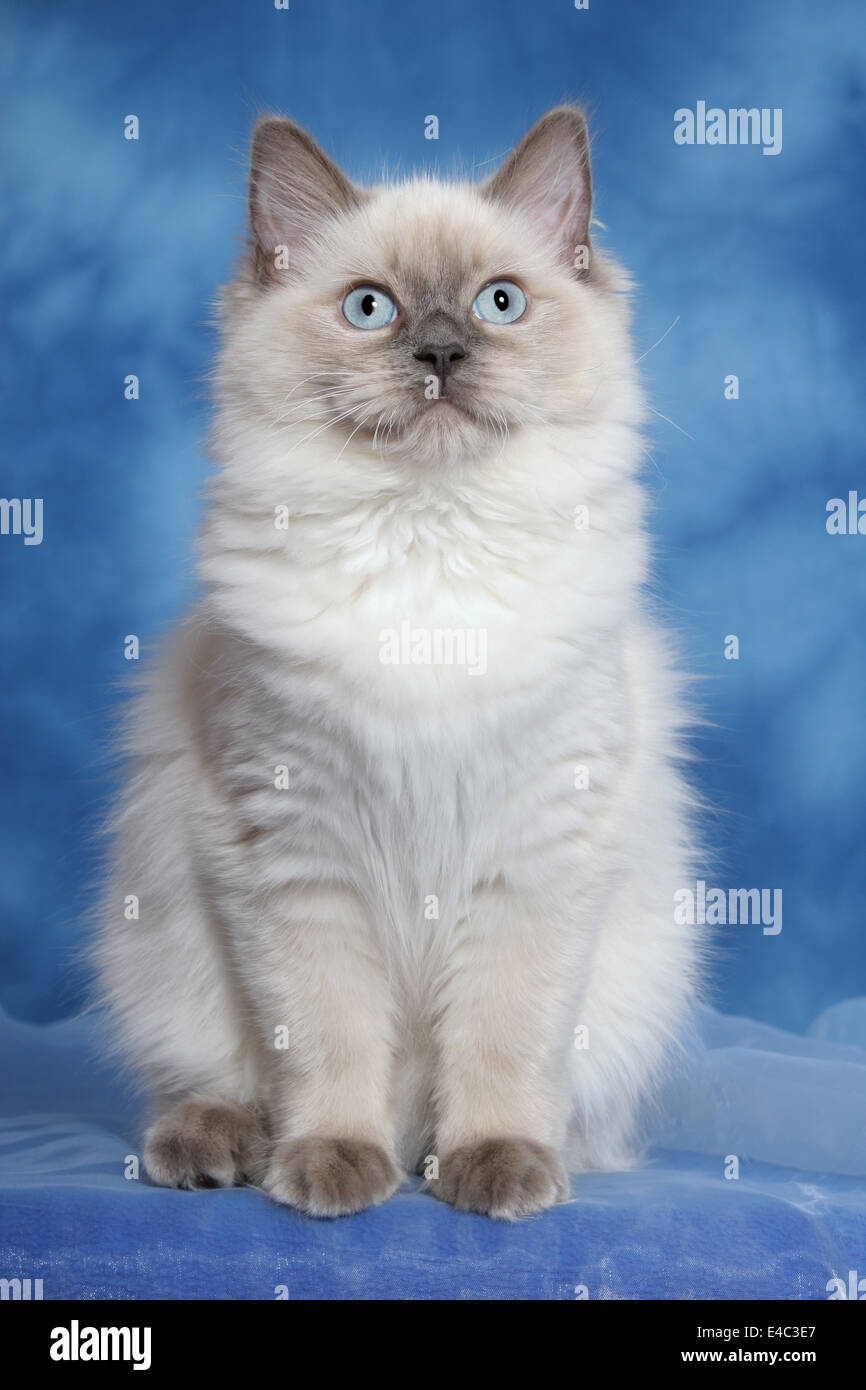 Ragdoll Blue Colorpoint High Resolution Stock Photography and Images ...