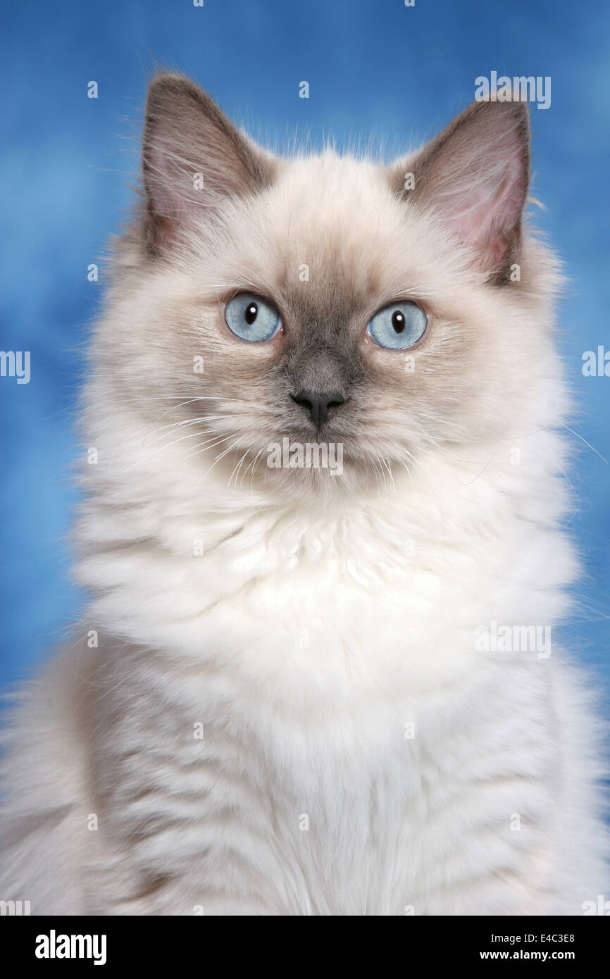 Ragdoll blue colorpoint hi-res stock photography and images - Alamy