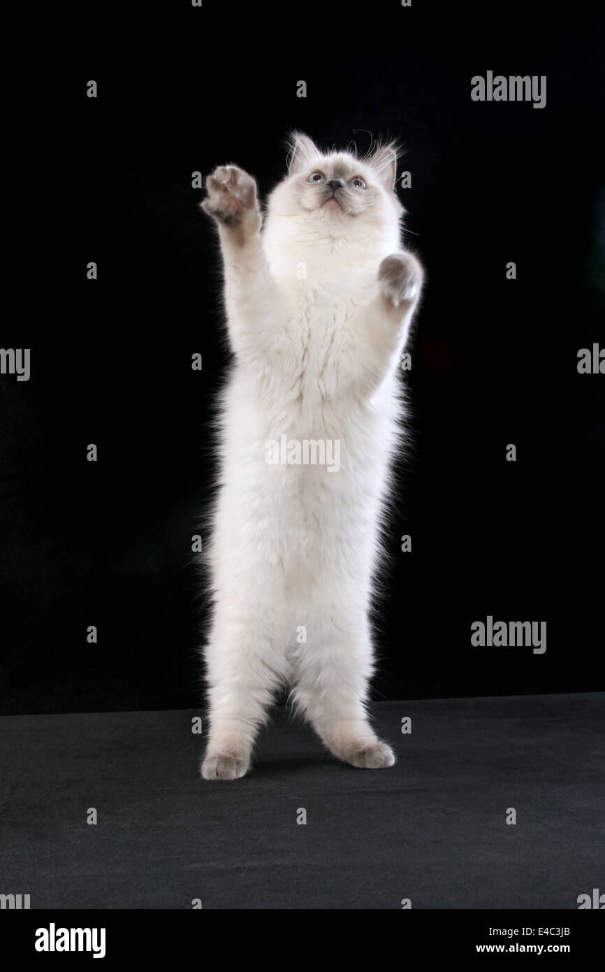 Ragdoll cat play hi-res stock photography and images - Alamy