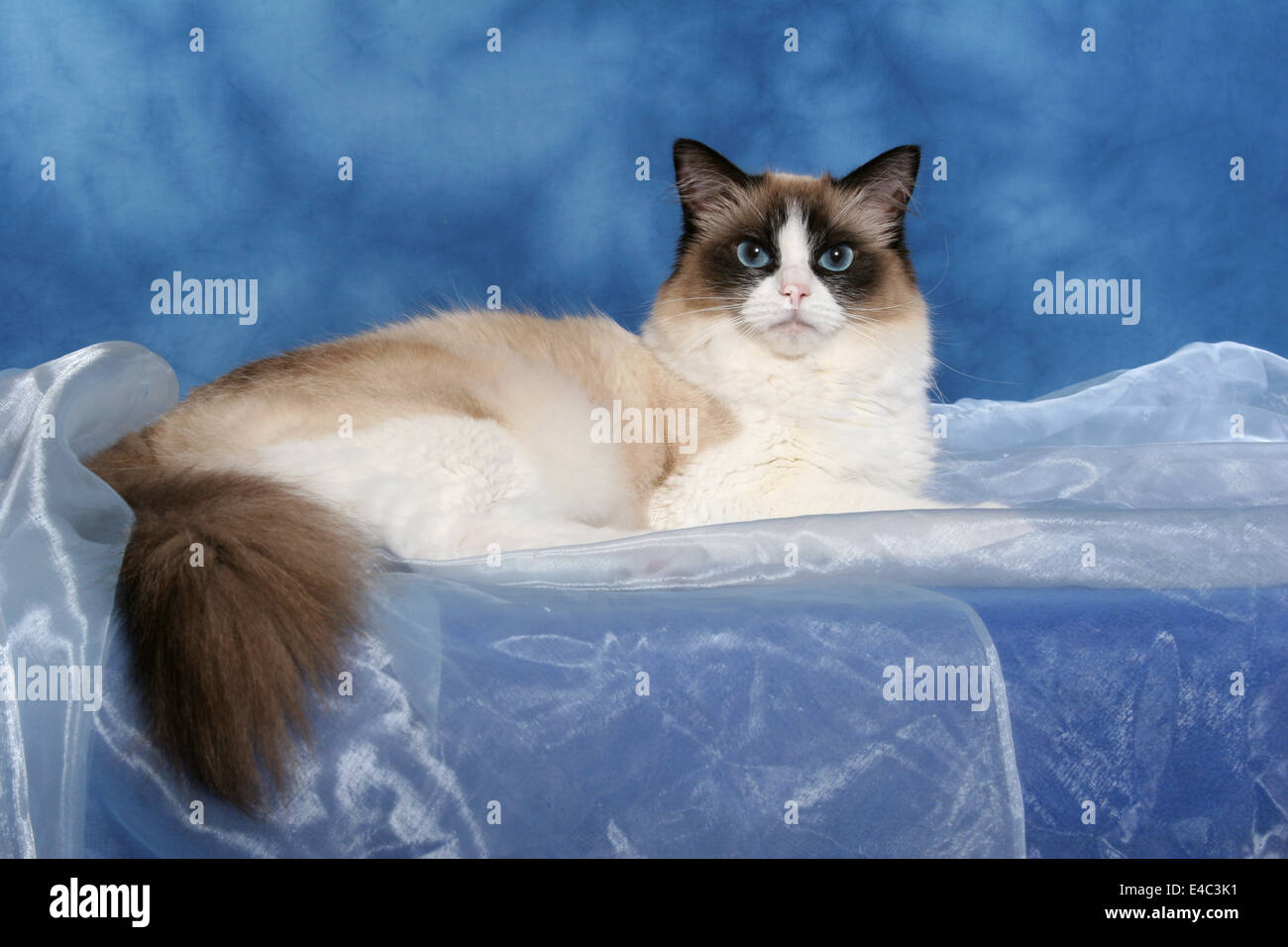 Ragdoll blue colorpoint hi-res stock photography and images - Alamy