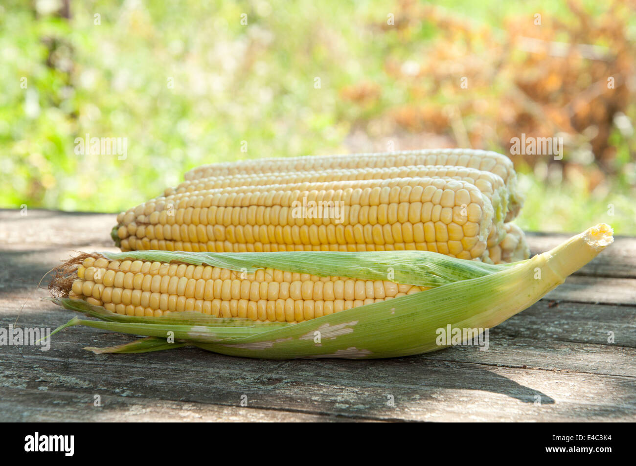 corn cob lots yellow ripe delicious food groceries lies table wood ...