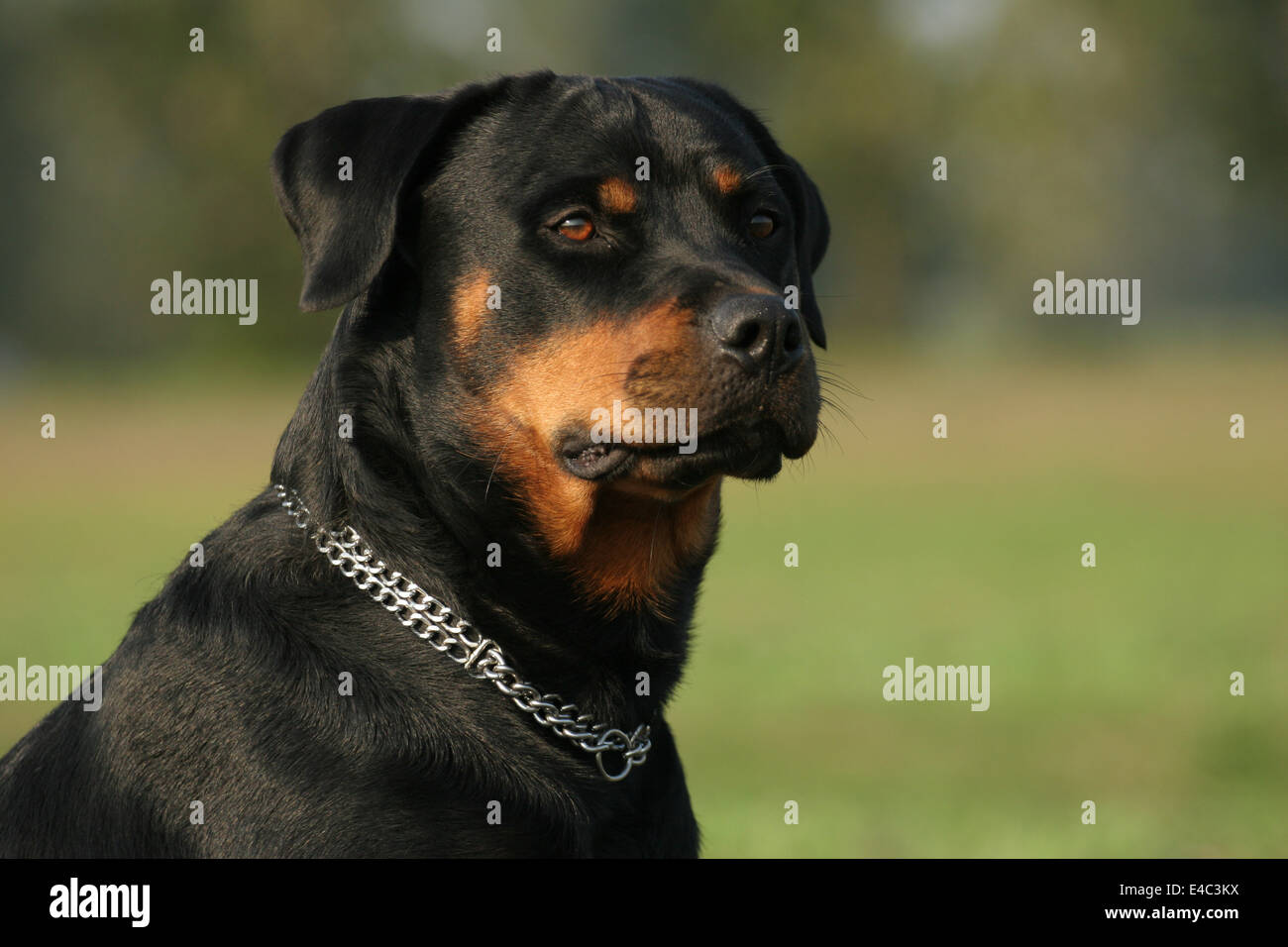Are Rottweilers Good Search And Rescue Dogs