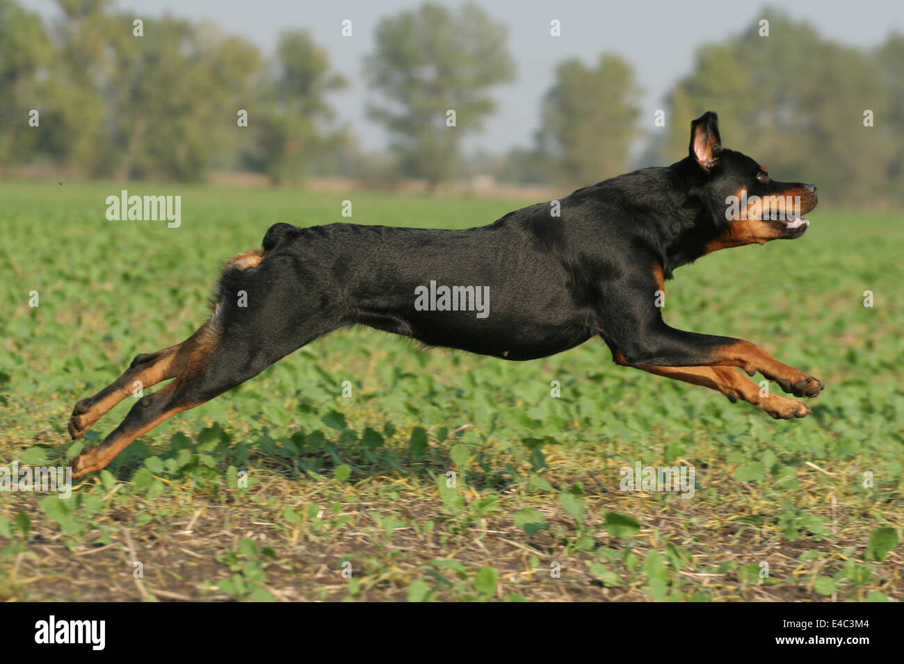 Rottweiler running hi-res stock photography and images - Alamy