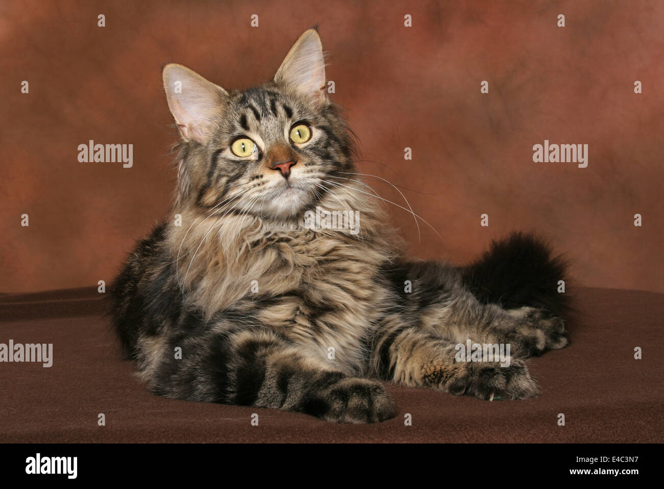Maine Coon tomcat Stock Photo - Alamy