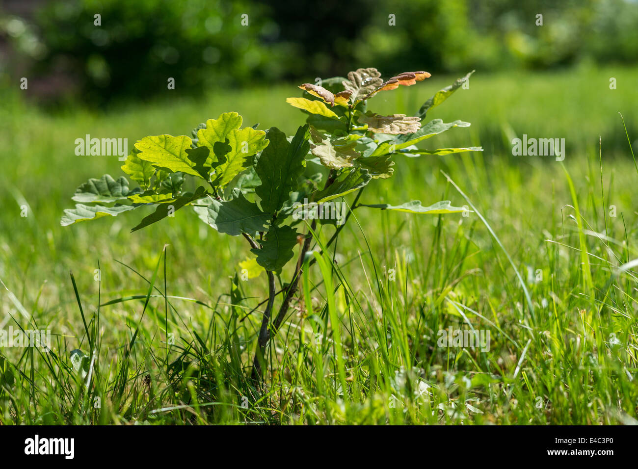 Oak sapling hi-res stock photography and images - Alamy
