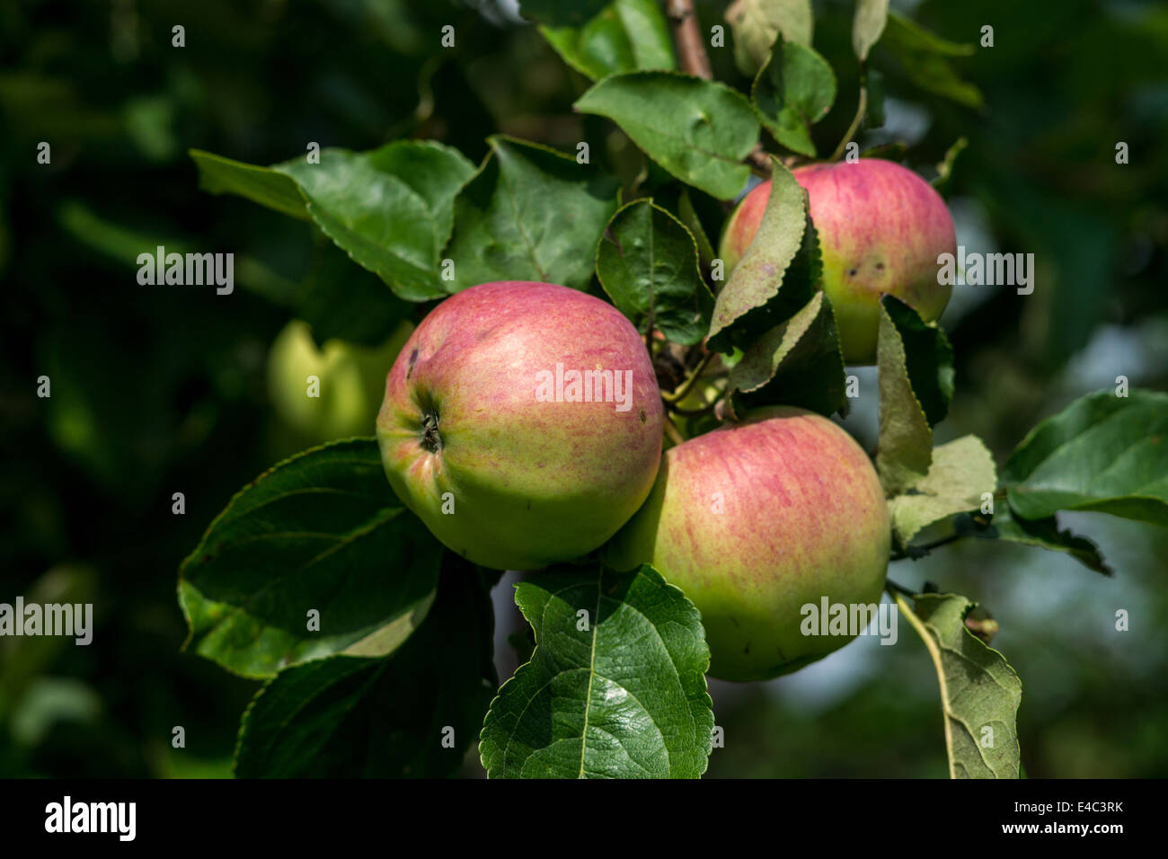 Apples on the tree Stock Photo - Alamy