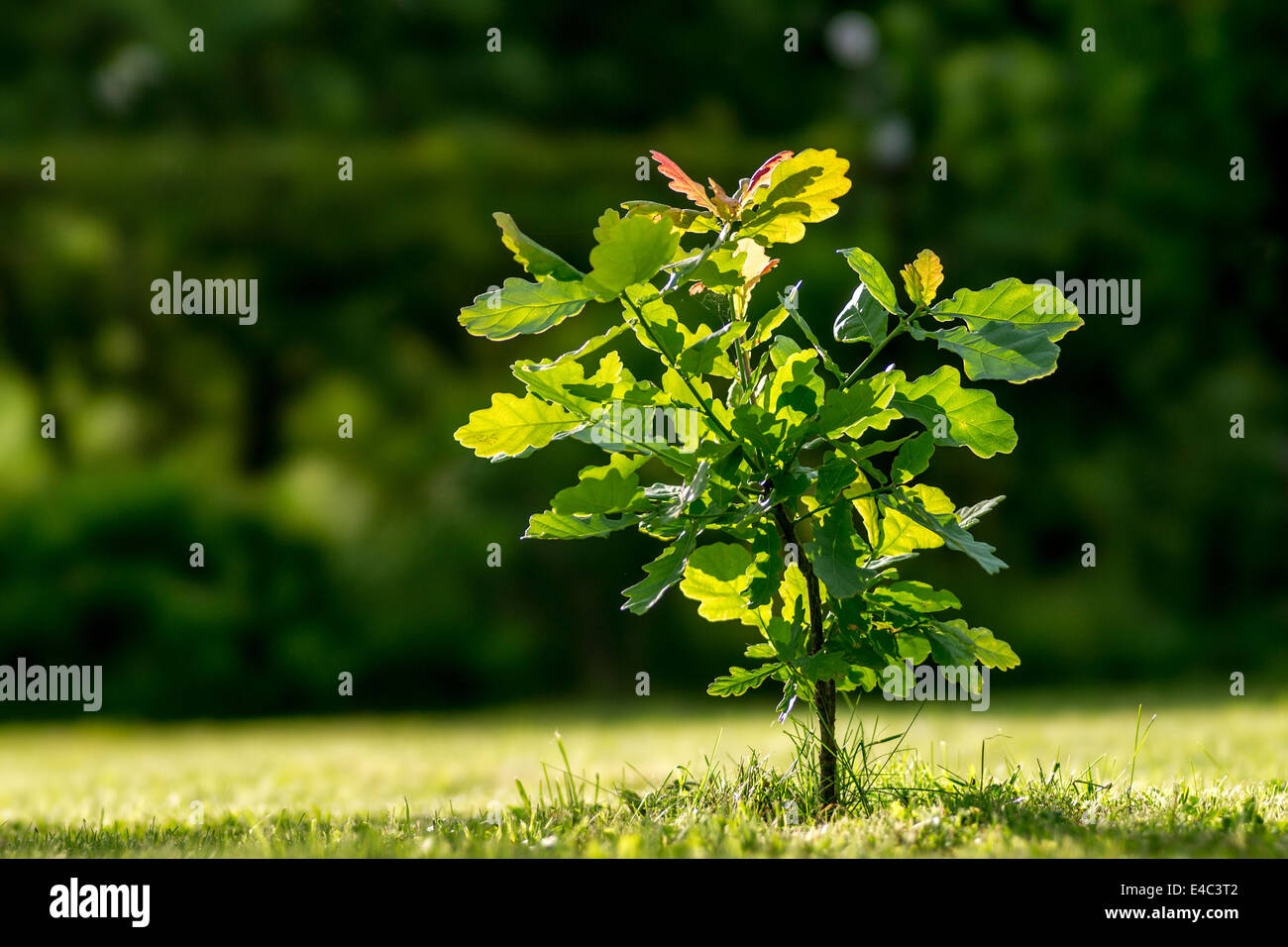 Oak sapling Stock Photo, Royalty Free Image: 71566546 - Alamy