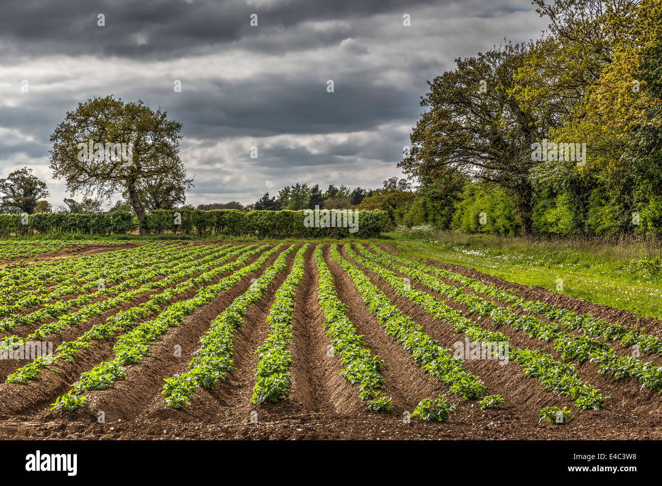 Uk crop production hi-res stock photography and images - Alamy