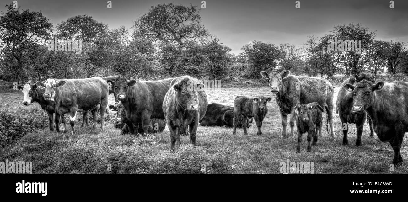 Beef cattle with calves on a Norfolk Farm, UK Stock Photo - Alamy