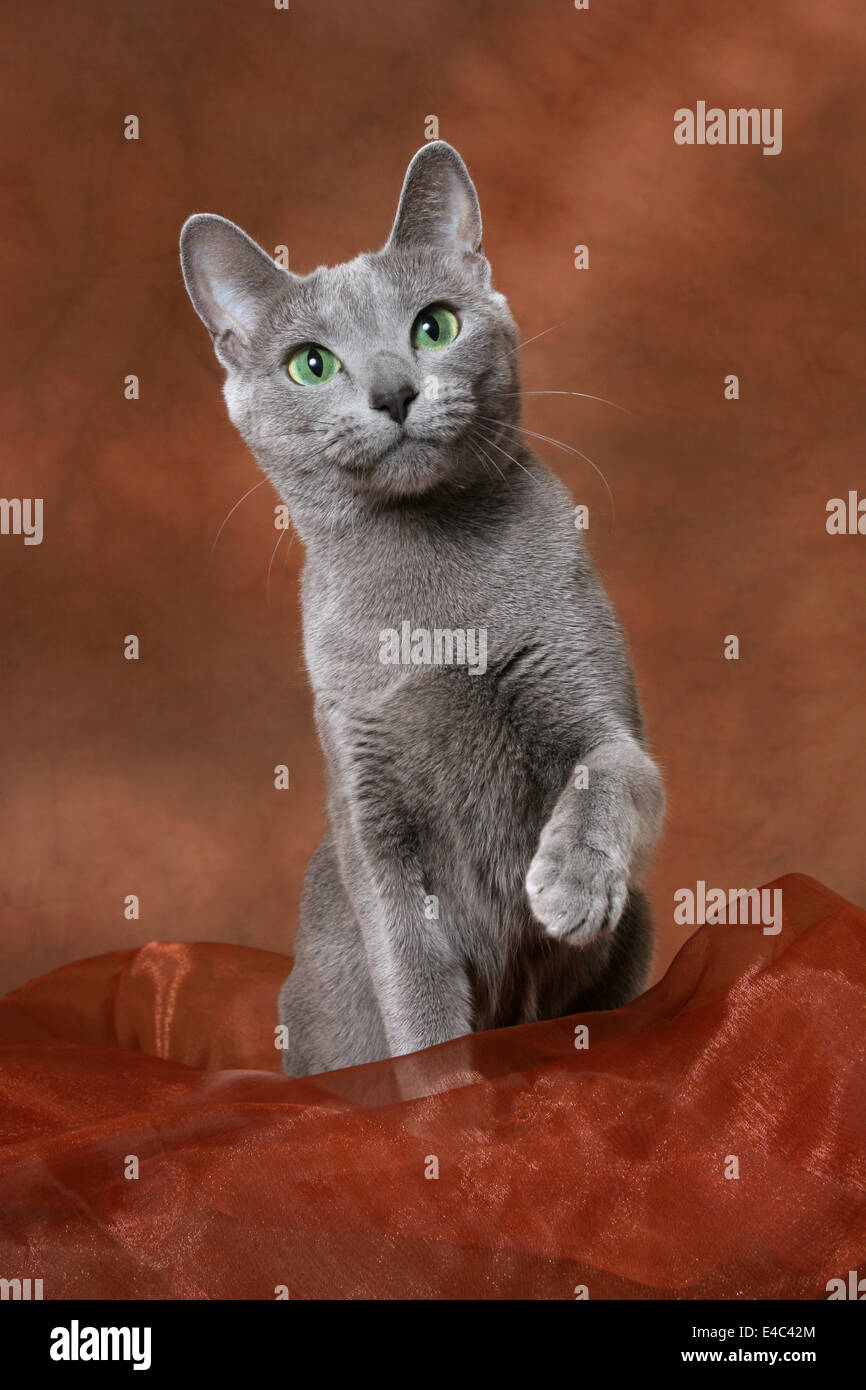 sitting russian blue Stock Photo - Alamy