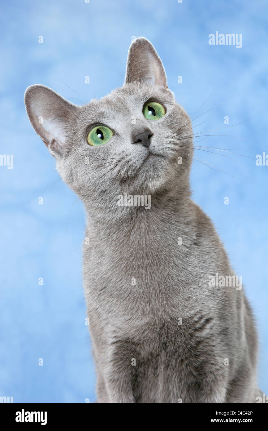 russian blue portrait Stock Photo - Alamy