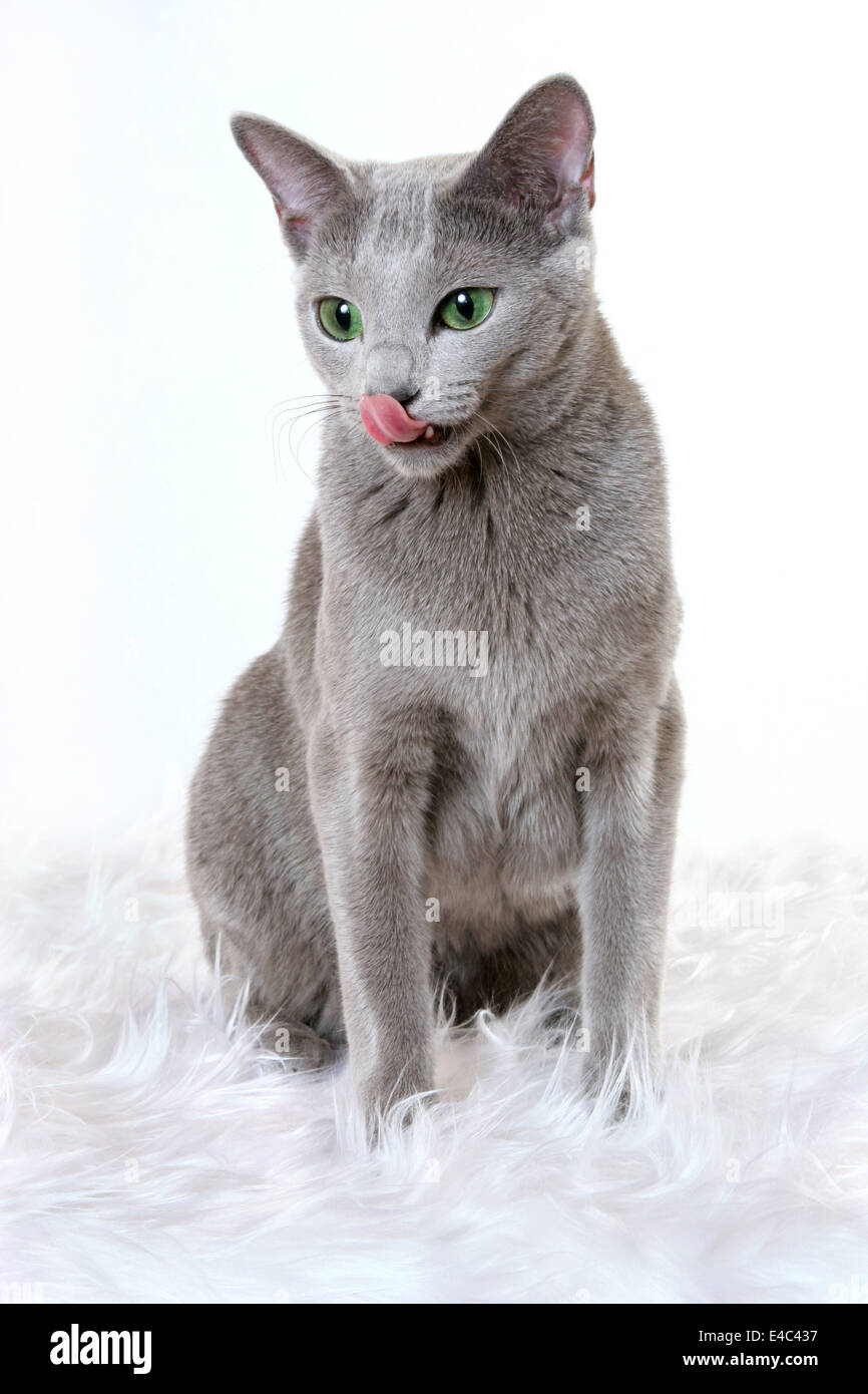 sitting russian blue Stock Photo - Alamy