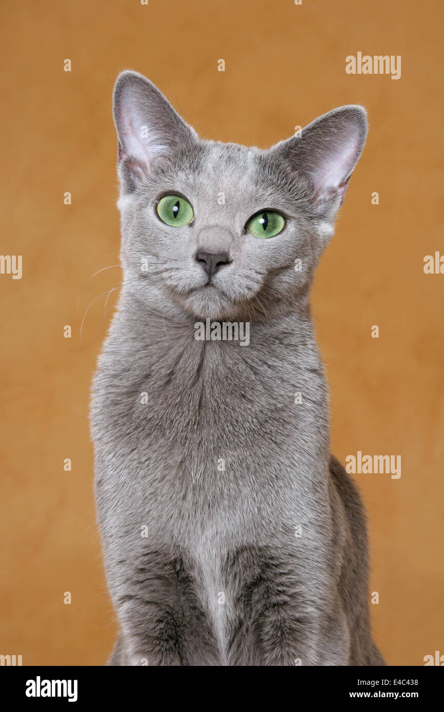 russian blue portrait Stock Photo - Alamy