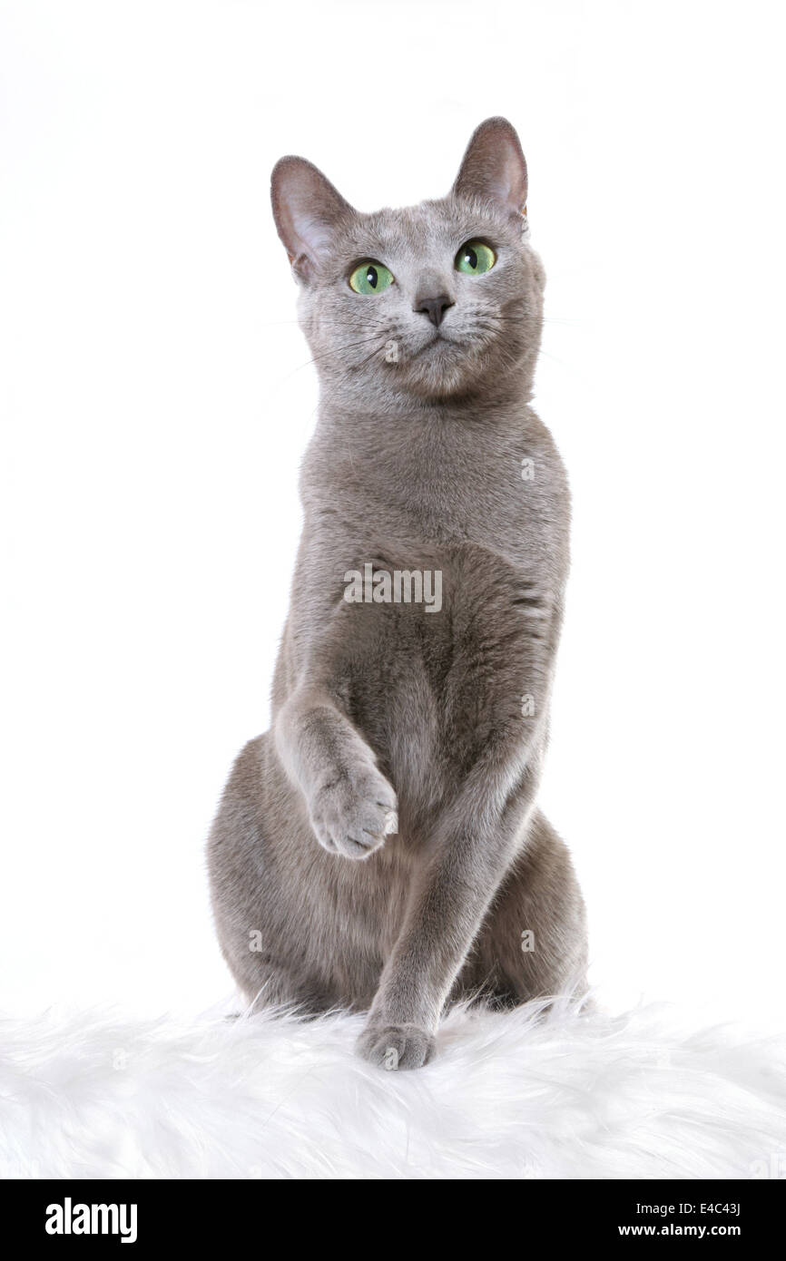 sitting russian blue Stock Photo - Alamy