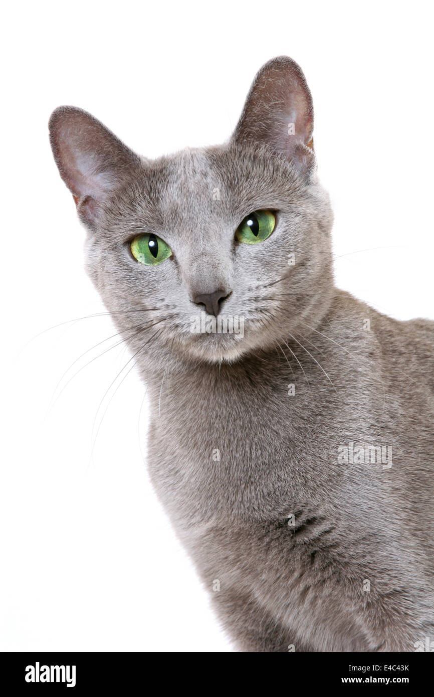 russian blue portrait Stock Photo - Alamy