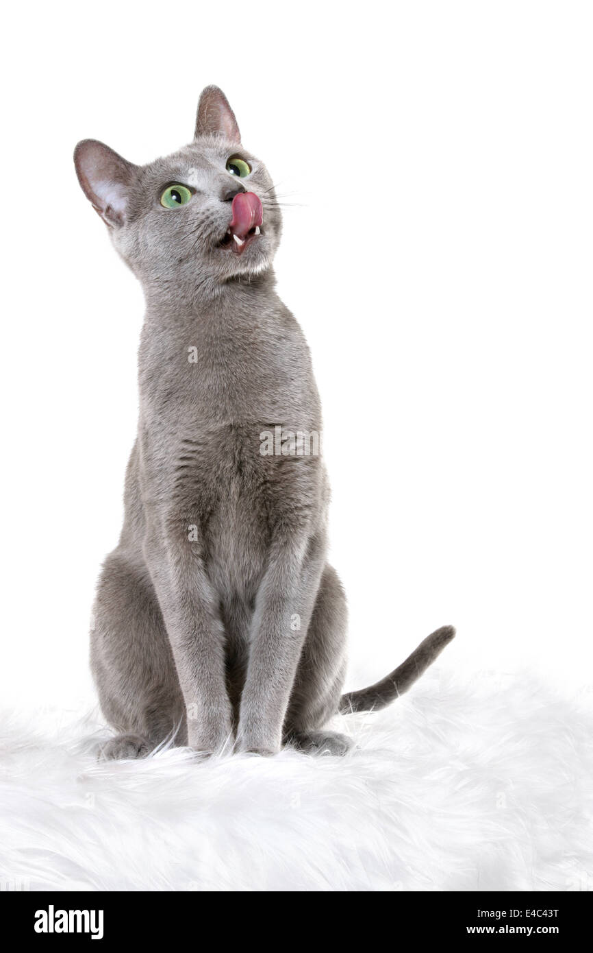 sitting russian blue Stock Photo - Alamy
