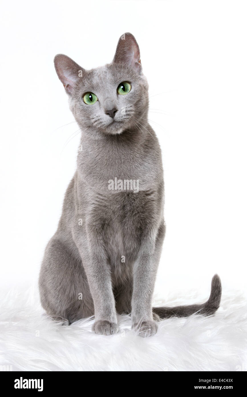 sitting russian blue Stock Photo - Alamy