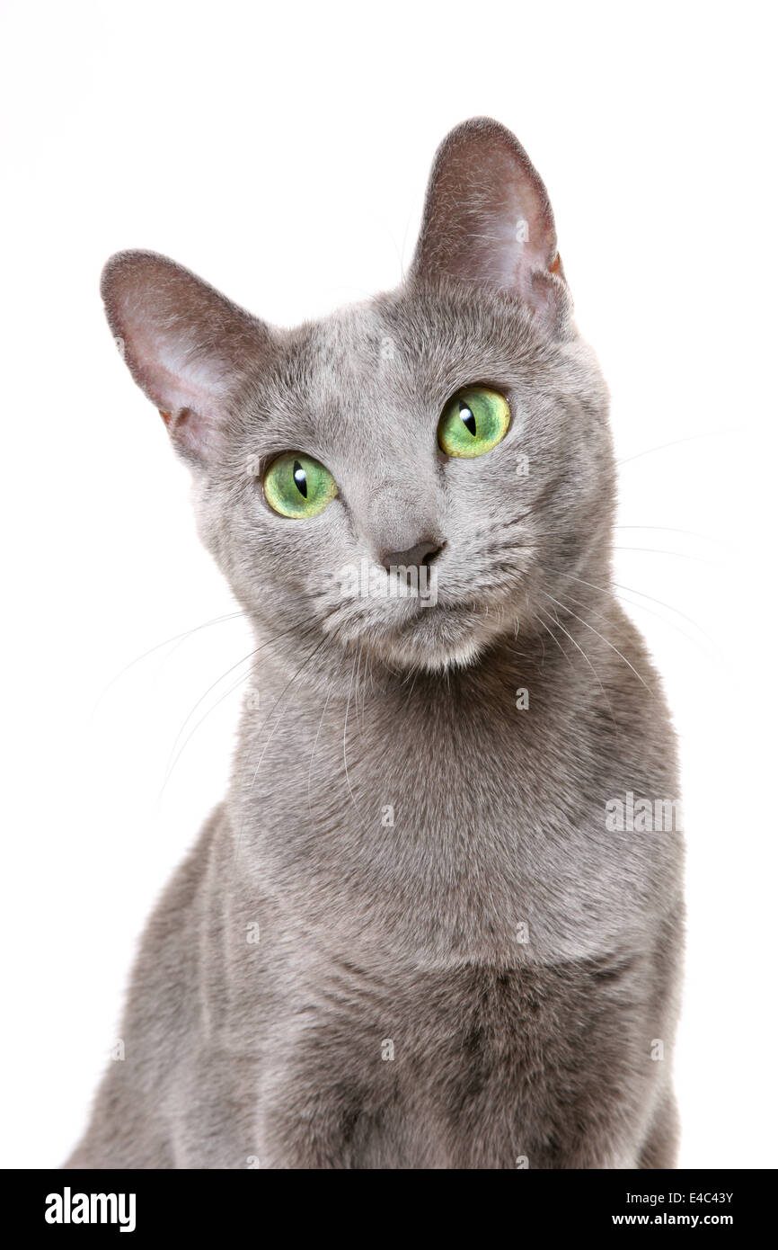 russian blue portrait Stock Photo - Alamy
