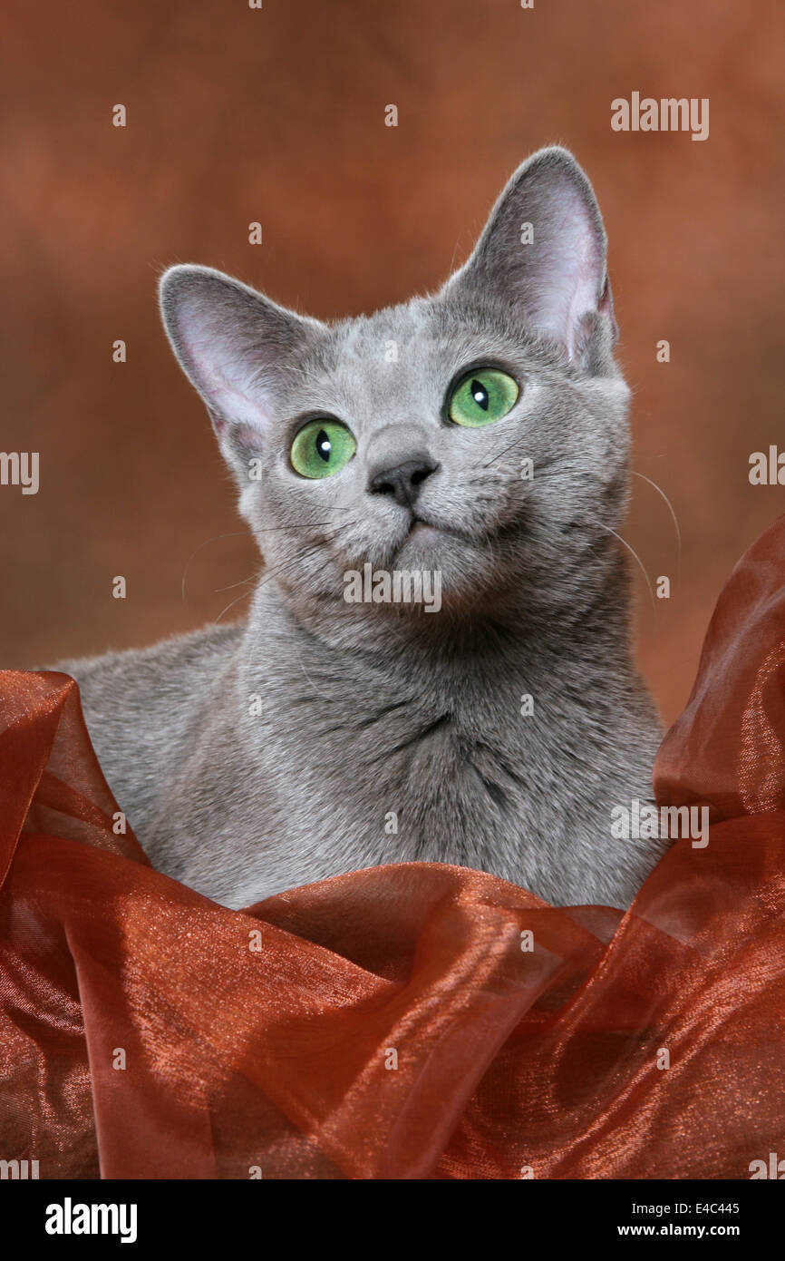 Russian mammals hi-res stock photography and images - Alamy