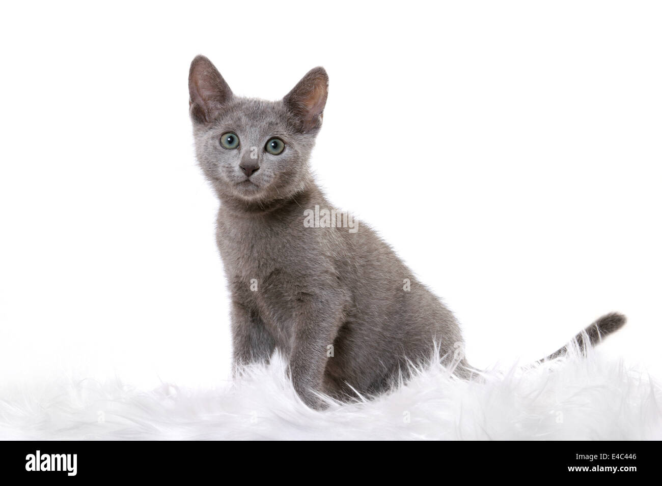 sitting russian blue Stock Photo - Alamy
