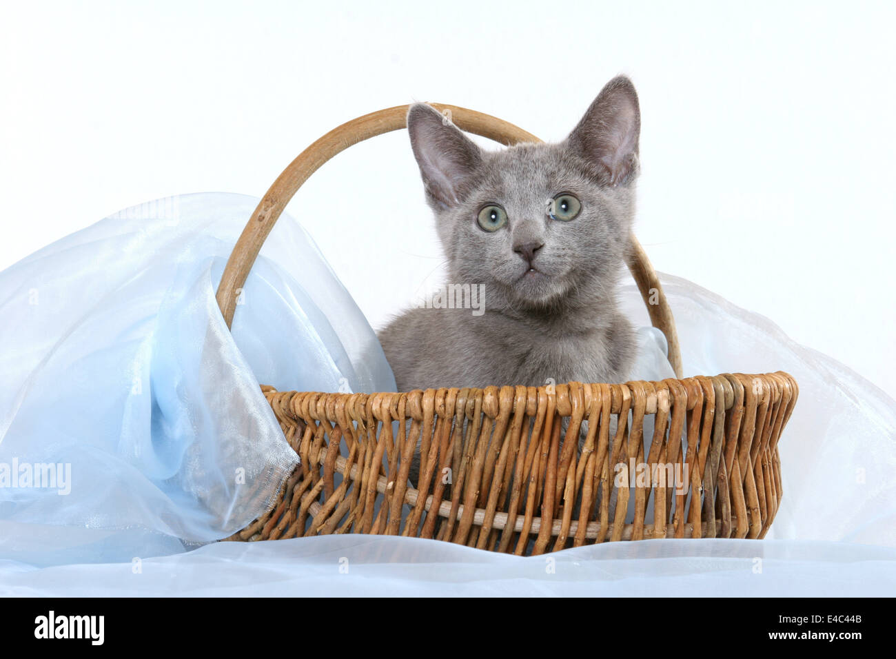 russian blue kitten Stock Photo - Alamy