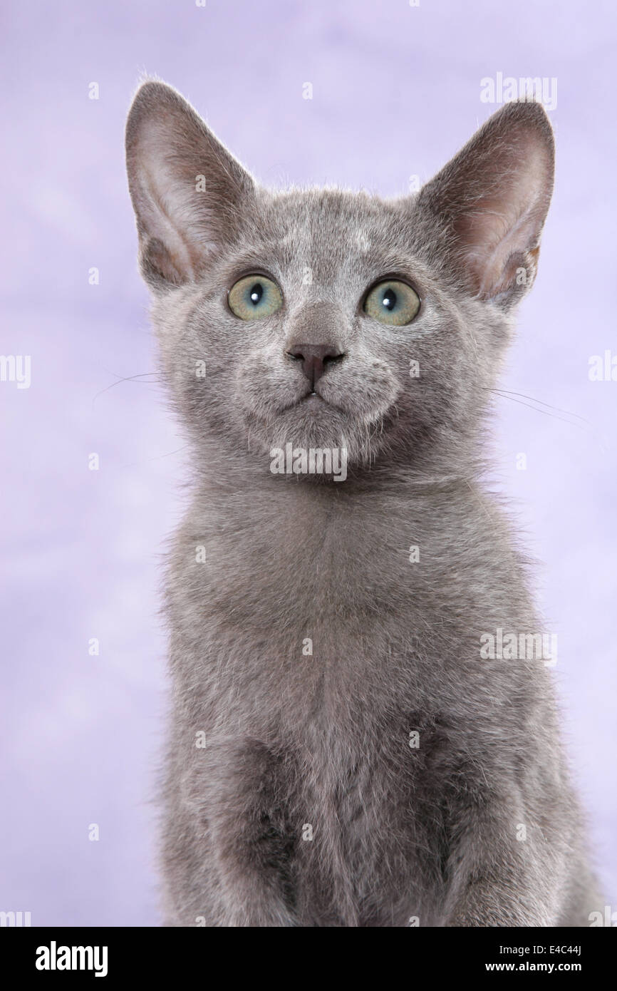russian blue portrait Stock Photo - Alamy