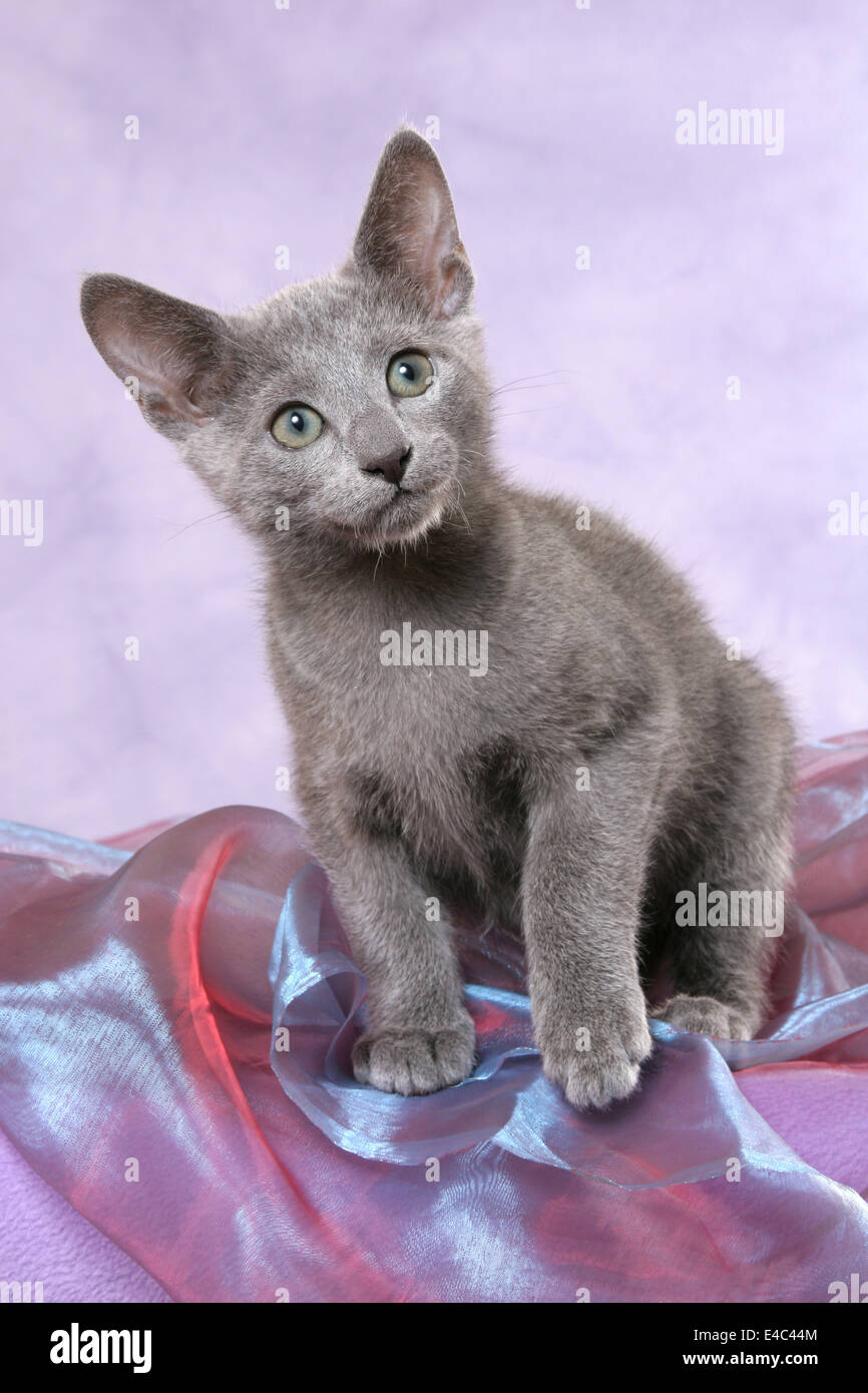 sitting russian blue Stock Photo - Alamy