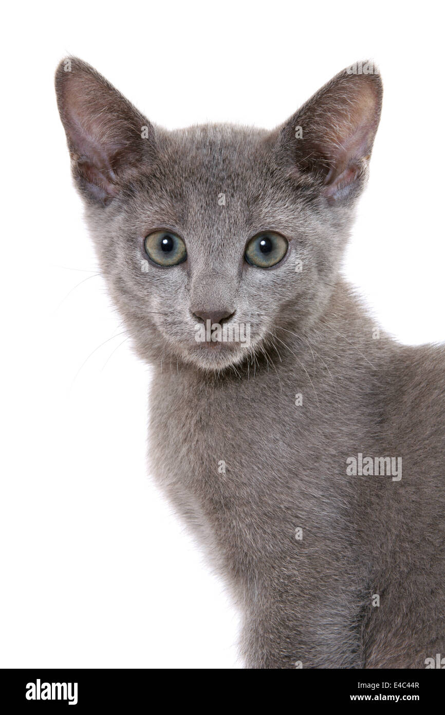 russian blue portrait Stock Photo - Alamy