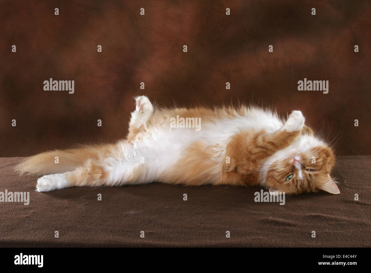 Supine Cat Studio High Resolution Stock Photography and Images - Alamy
