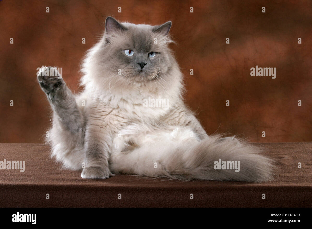 Adult cat licking its paw hi-res stock photography and images - Alamy