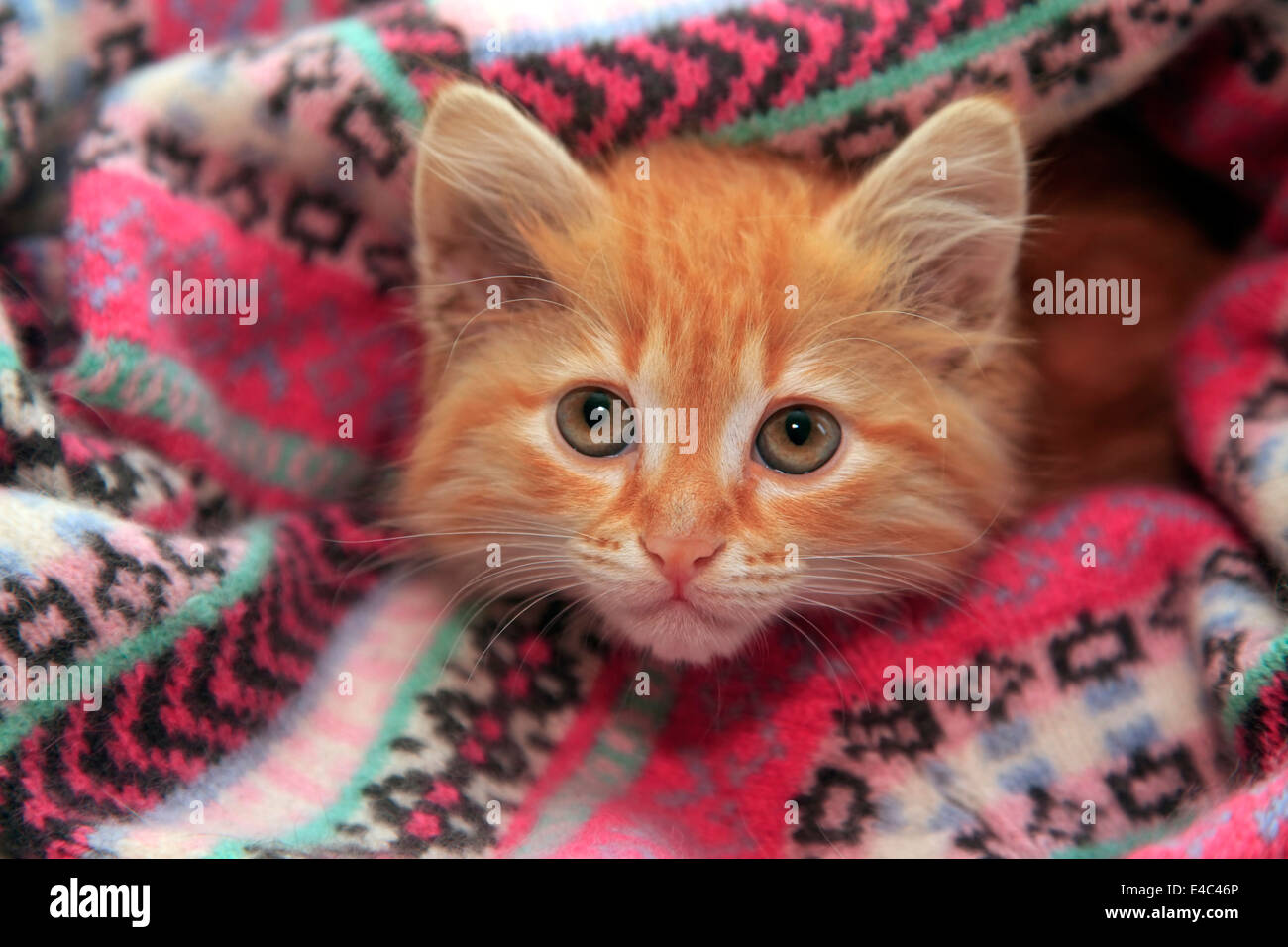 Beautiful little red kitten hi-res stock photography and images - Alamy