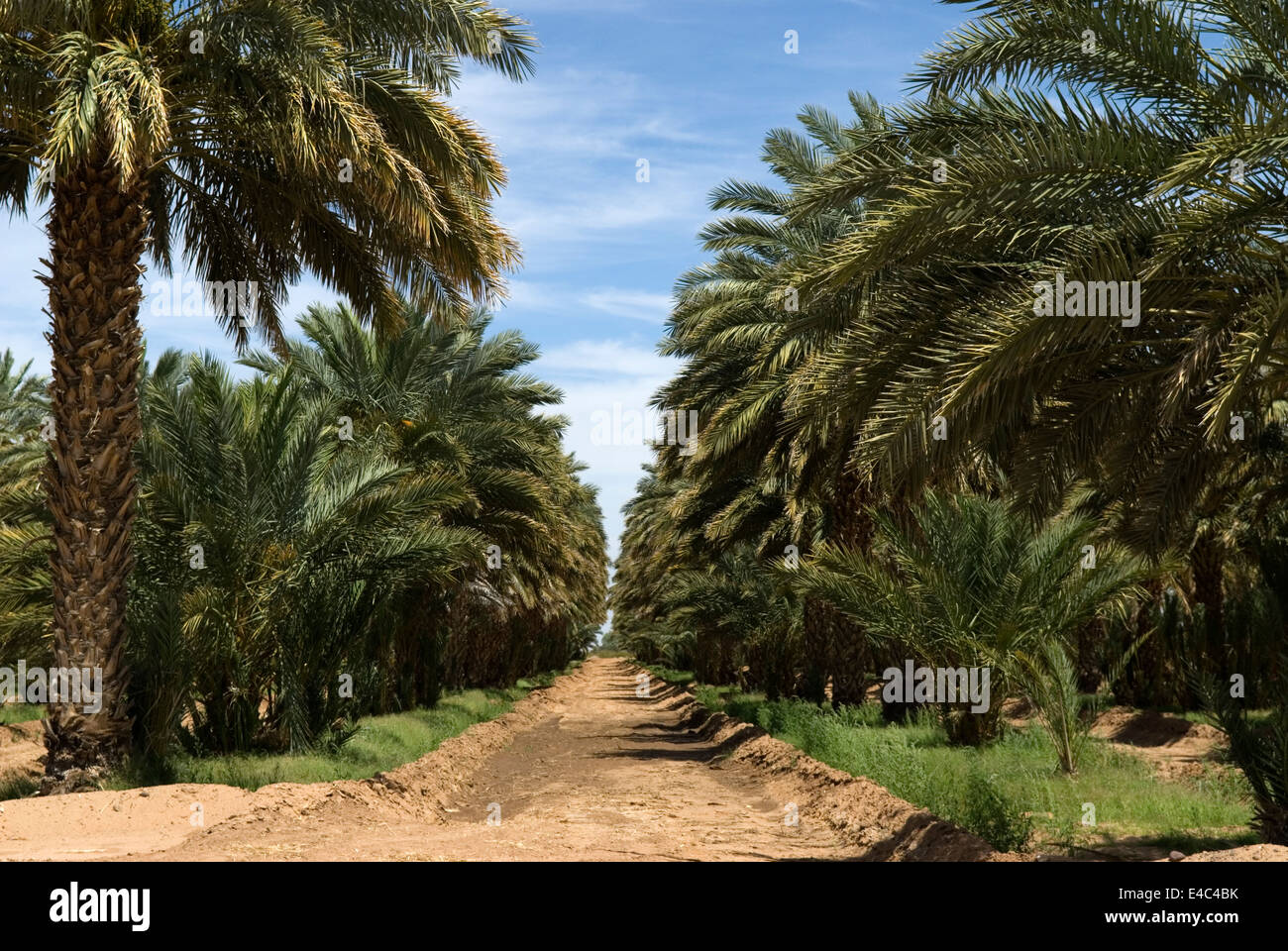 Dateland arizona orchard hi-res stock photography and images - Alamy