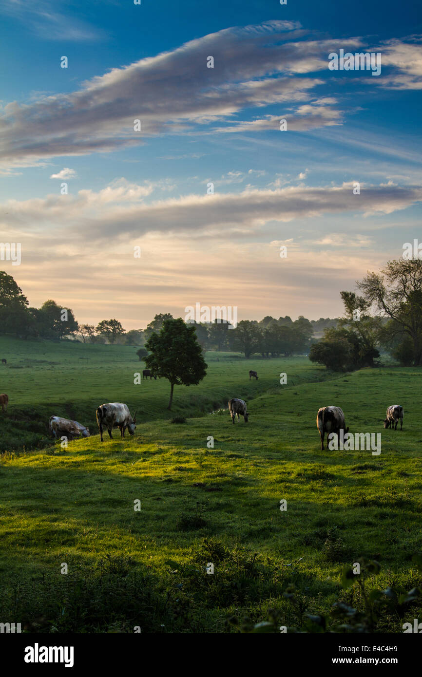 Cows grazing in early morning light Stock Photo - Alamy