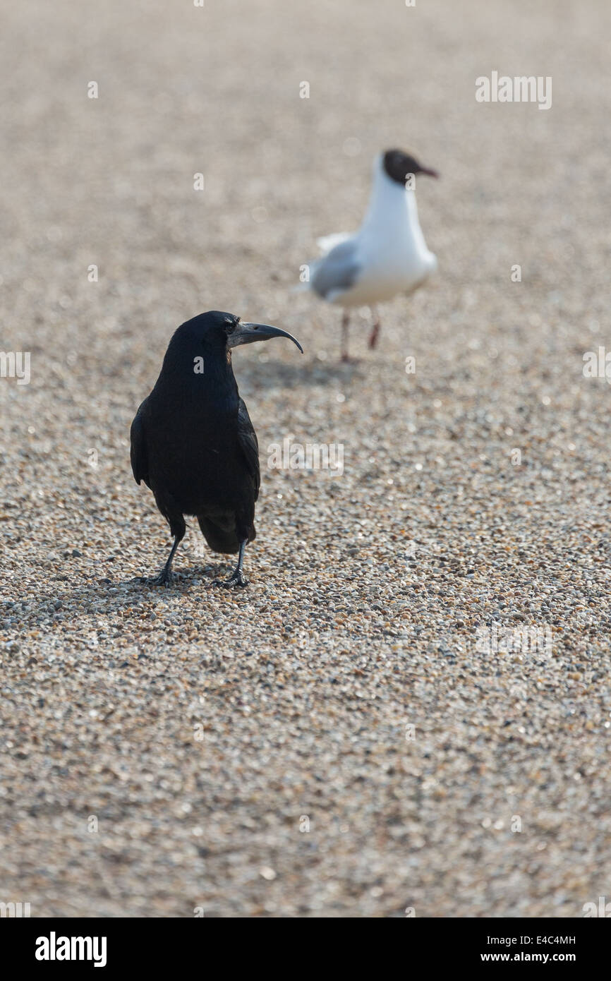 Malformities hi-res stock photography and images - Alamy
