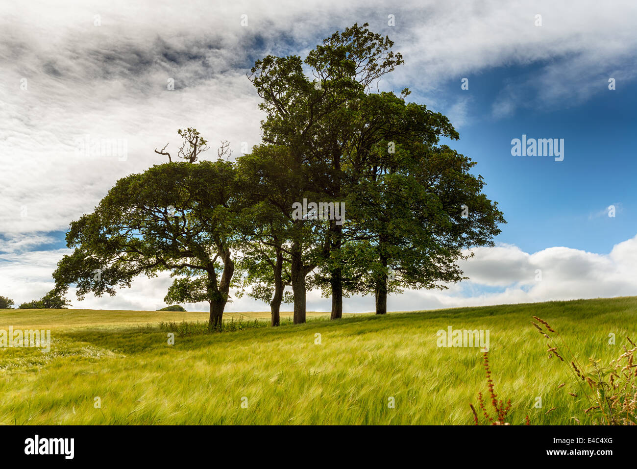 Green trees growing in field hi-res stock photography and images - Alamy