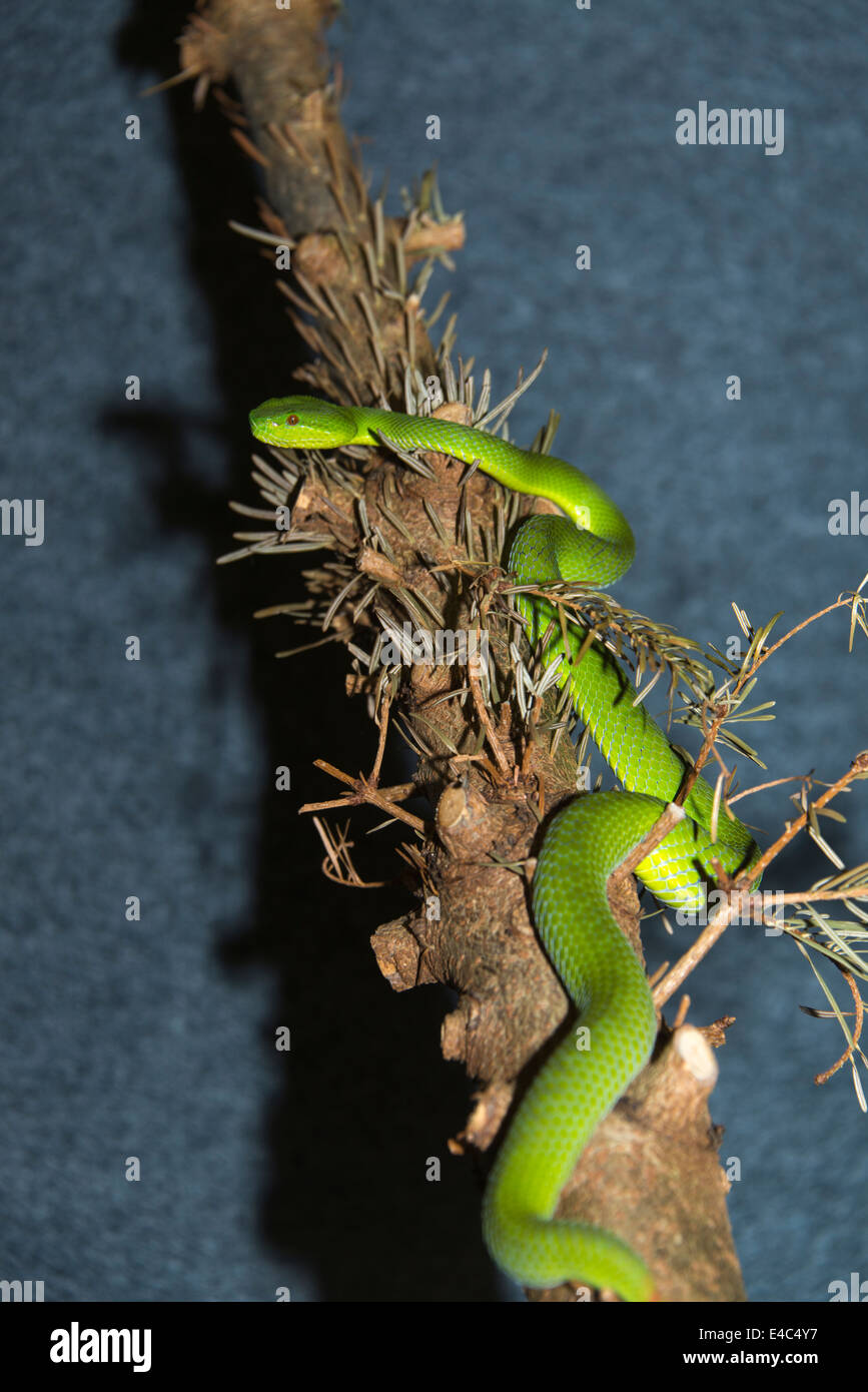 Red Eyed Popes Pit Viper, Trimersurus trigonochephalus, curved on plant ...