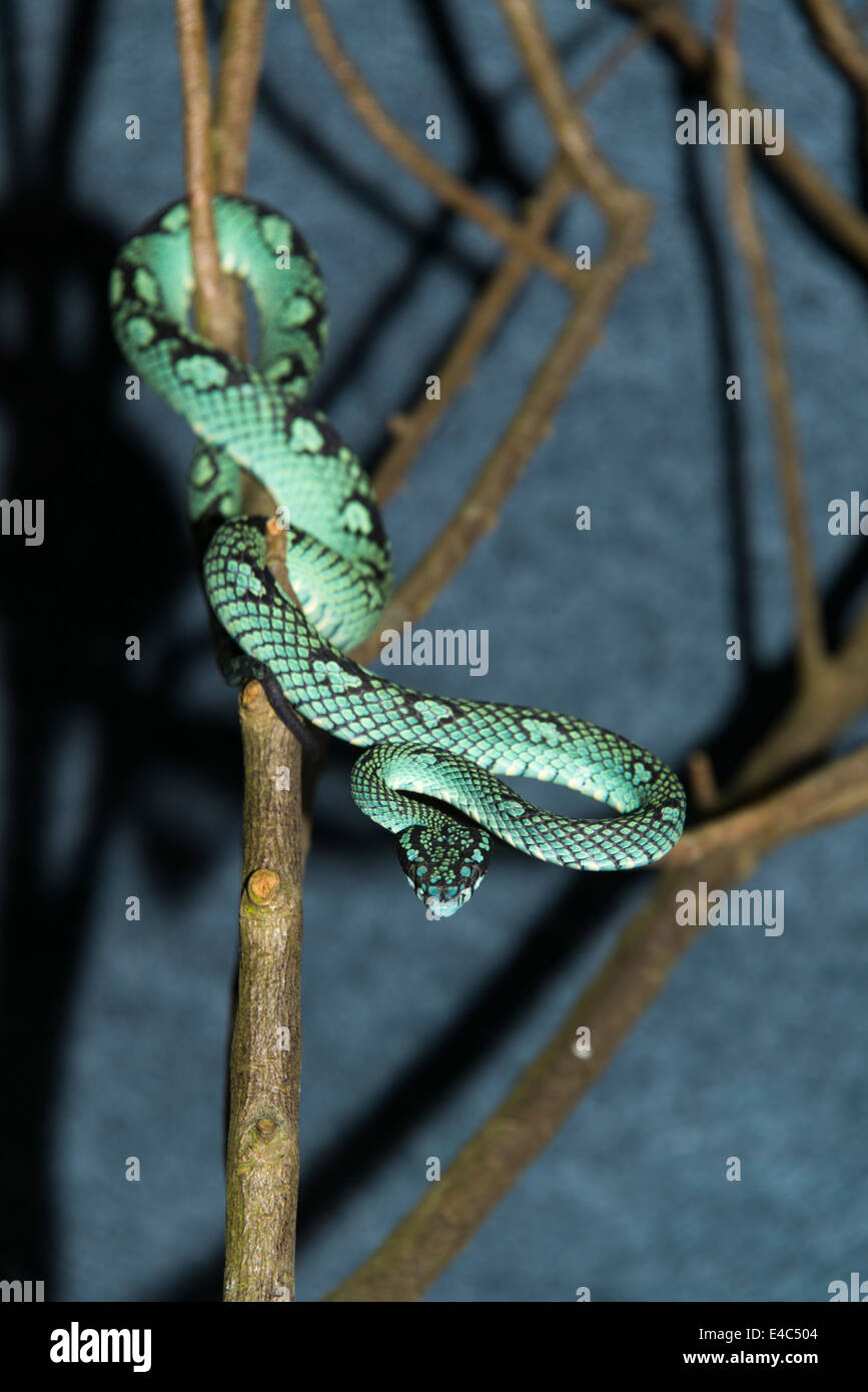 Snake palm hi-res stock photography and images - Alamy