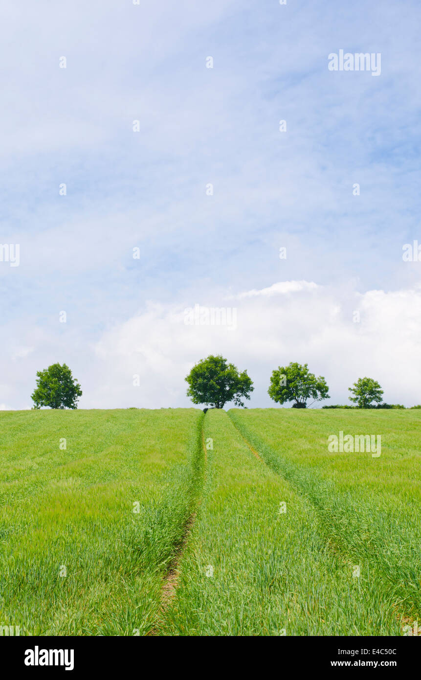 Green field of unriponed wheat Stock Photo - Alamy
