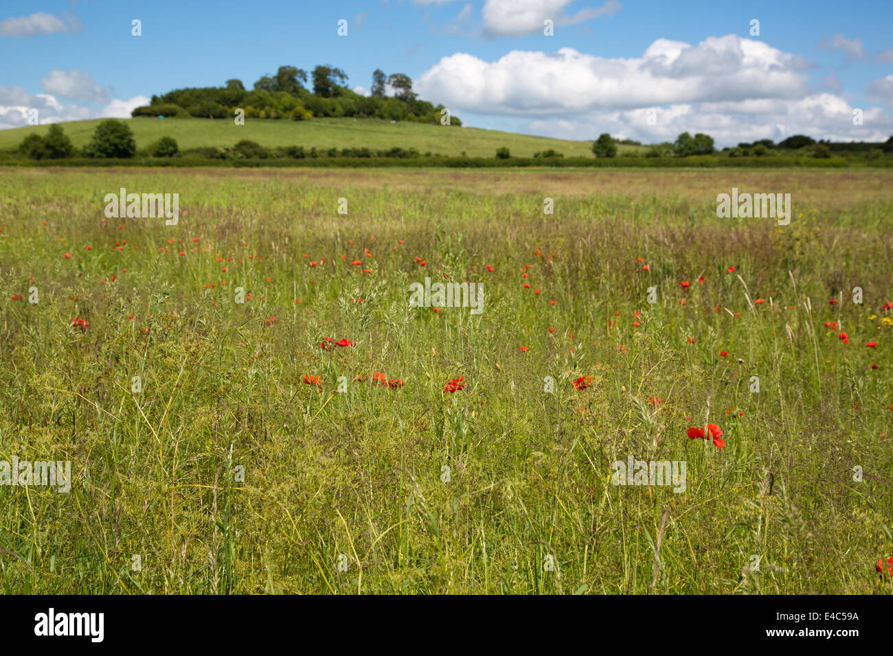 Wittenham clumps oxfordshire hi-res stock photography and images - Alamy