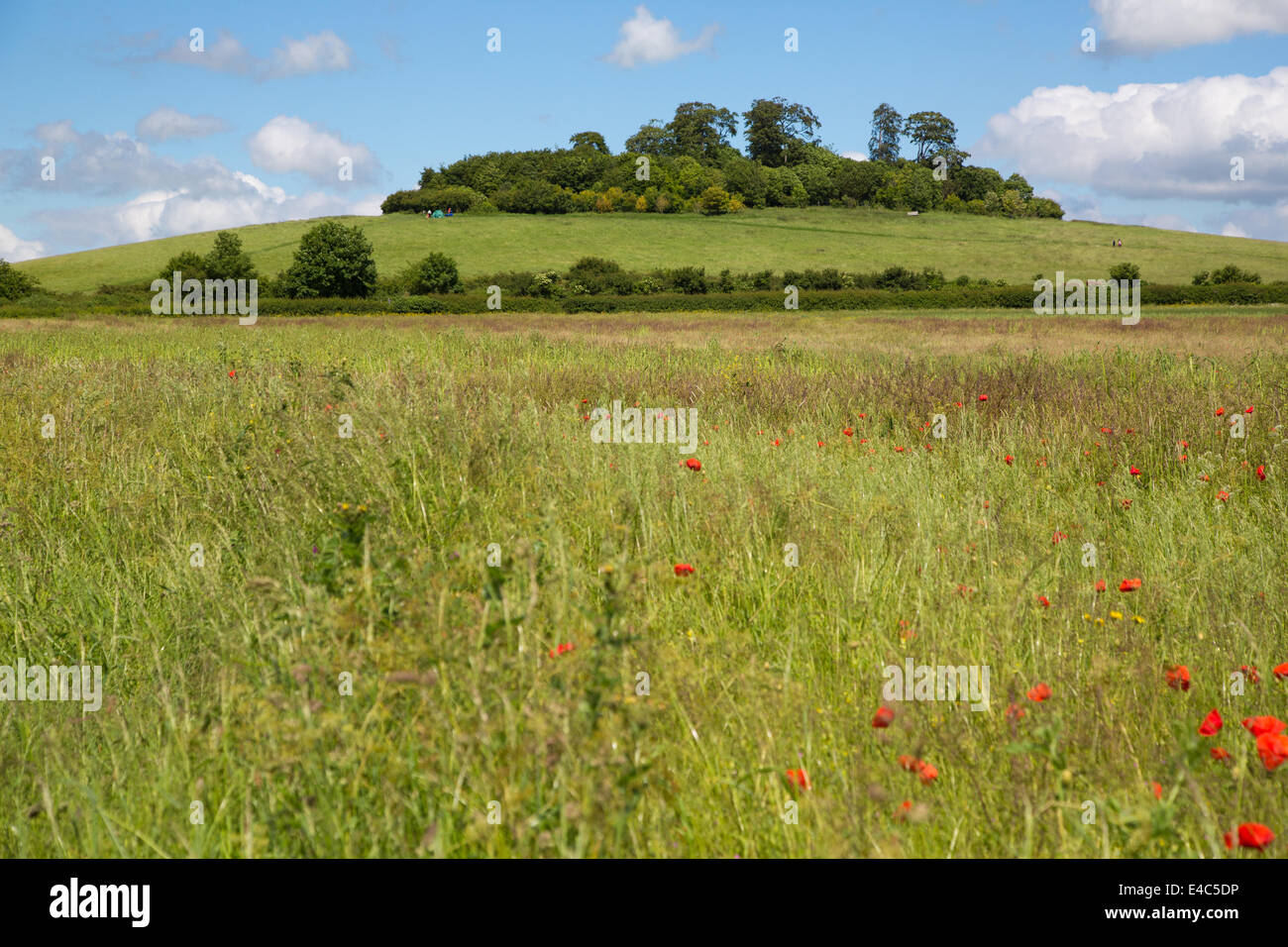 Wittenham Clumps, Oxfordshire UK Stock Photo - Alamy